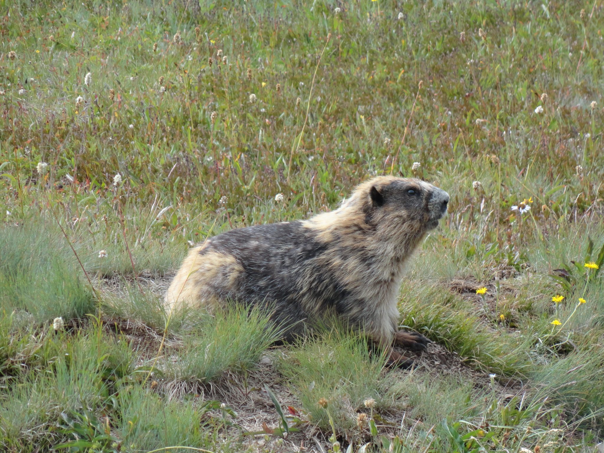 Five Things You Didn’t Know About Marmots – Craig Romano
